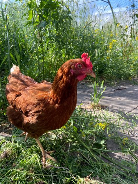 Kip Biologisch Landbouw Bedrijf Met Zorg De Grote Wiede