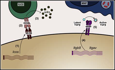 Principles Of Regulatory T Cell Function Immunity