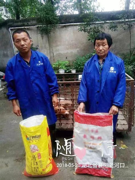 日采食量1 1斤 开口星是规模场教槽首选