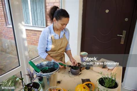 오버헤드 보기 베이지 색 앞치마에있는 여성 플로리스트 많은 관엽 식물이있는 가정용 베란다에 실내 식물 이식 비료에 대한 스톡 사진 및 기타 이미지 Istock