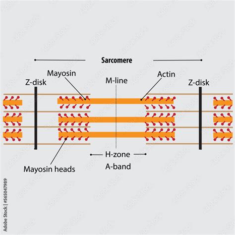 Structure Of The Sarcomere Contractile Unit Of Skeletal Muscles Stock Vector Adobe Stock