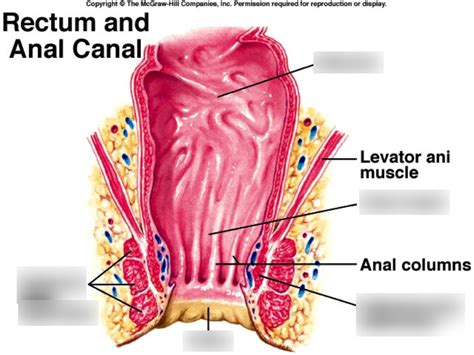 Rectum And Anal Canal Diagram Quizlet