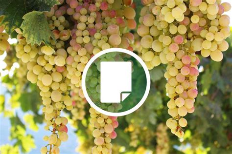 Flotation Protocol Under Different Conditions Kauri Nz