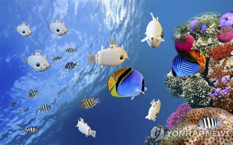 진짜 물고기와 어울려 헤엄치는 하버드 대학 로봇 물고기들 연합뉴스