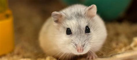 Tipos De Hamsters Dom Sticos Descubra A Sua Ra A Preferida