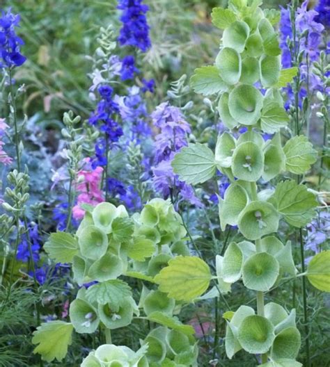 Are Bells Of Ireland Toxic At Rocio Wilds Blog