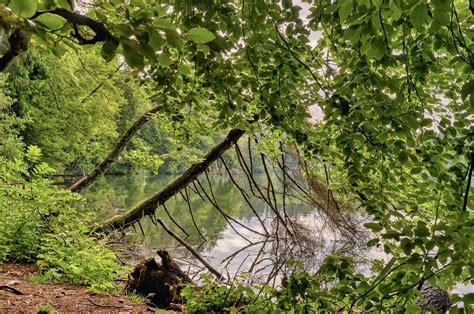 Riverbank Trees Plants Free Photo On Pixabay Pixabay