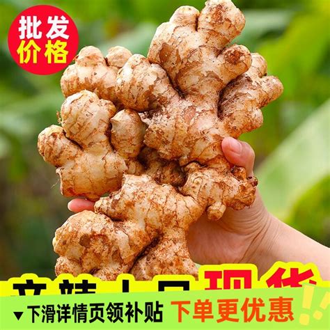 正宗云南小黄姜新鲜罗平生姜老姜本地黄姜现挖月子姜干姜土姜沙姜虎窝淘