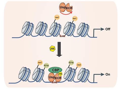 组蛋白修饰h3k27ac参与调控家蚕蜕皮激素信号通路 生物学研究中心