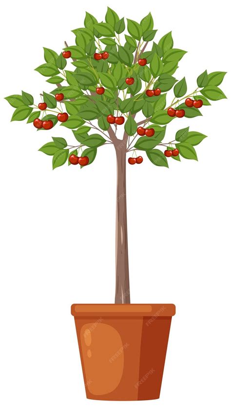Free Vector Cherry Tree In A Pot Vector