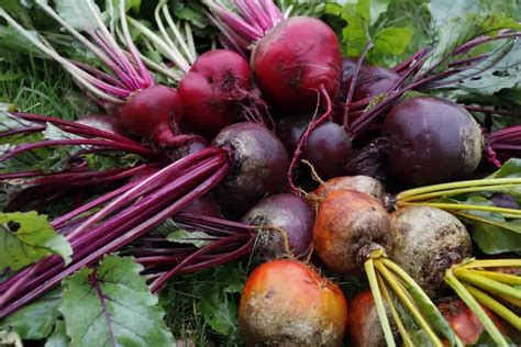 Beetroot Varieties In Australia