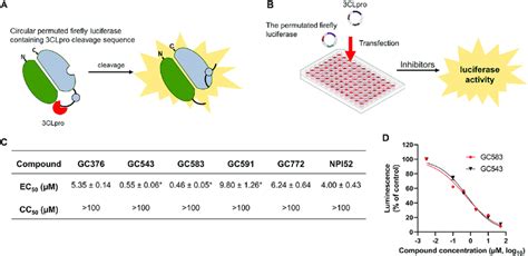 Cell Based Reporter Assay A A Circularly Permuted Form Of Firefly