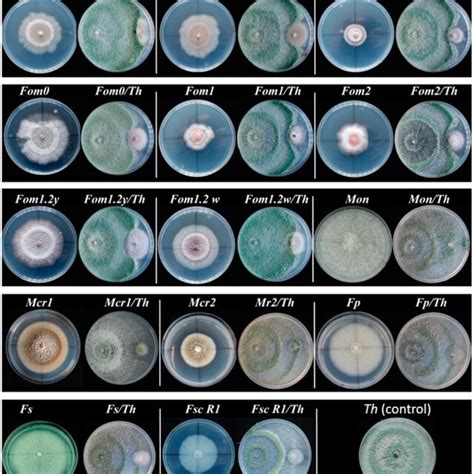 Interaction Of Trichoderma Spp With Pathogenic Species In Dual Plate Download Scientific