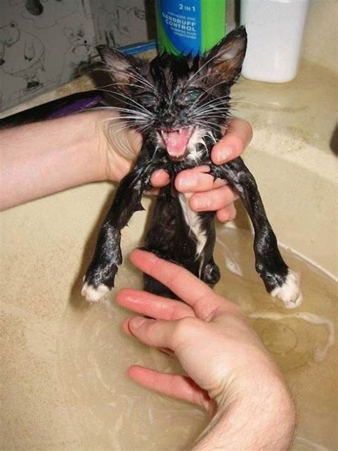 Мокрые киски Wet Pussycat