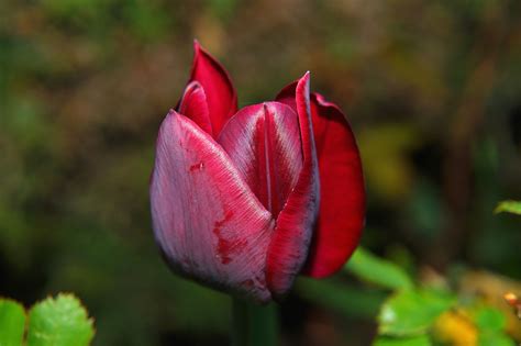 Tulpe Blüte Rot Kostenloses Foto Auf Pixabay Pixabay