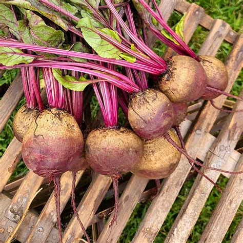 Beet Schrute F1 Seed Bugwarehouse Insecticides Ant Control Pest