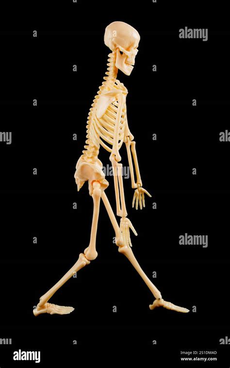 Human Skeleton Model Depicted In A Dynamic Walking Pose Showcasing The
