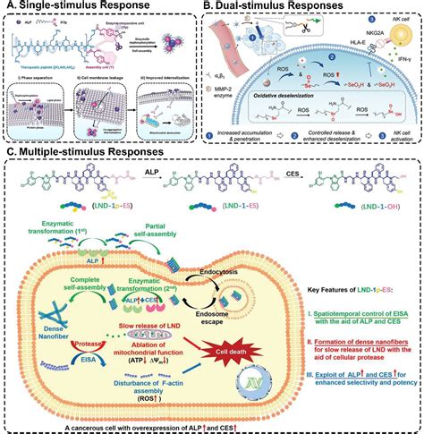 Dynamic Responsiveness Of Self‐assembling Peptide‐based Nano‐drug
