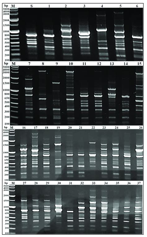 Agarose Gel 1 Electrophoresis Patterns Of Pcr Based Rapd Lanes M Download Scientific