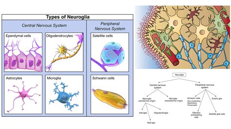 Neuroglial Cells Function Neurons