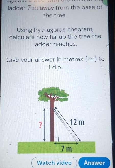 solved ladder 7 m away from the base of the tree using pythagoras theorem calculate how far