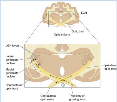 Lecture 5 Axon Guidance 2 Flashcards Quizlet