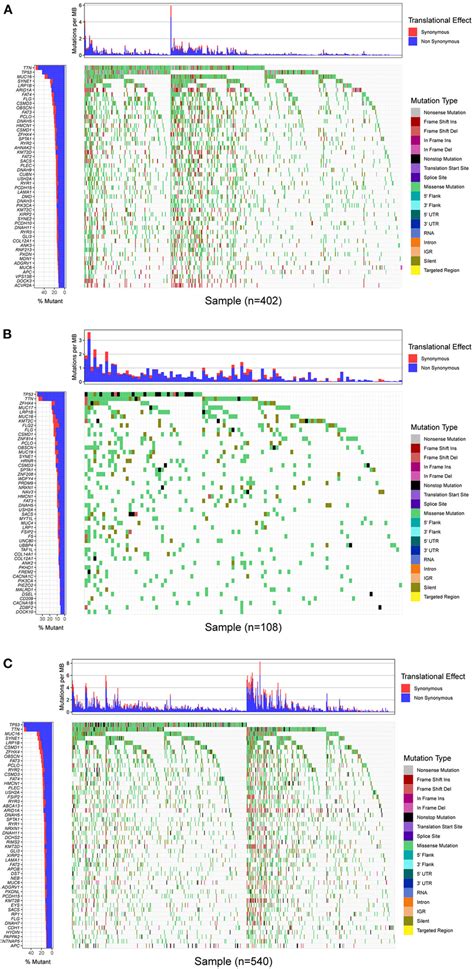 Mutational Landscape Of Gc A Waterfall Plot Of Tcga Stad Cohort Download Scientific