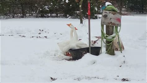 Battle Geece Youtube