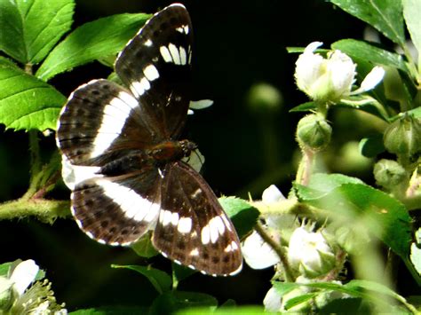 Douglas Goddard On Twitter A Male Silver Washed Fritillary Which I Watched For Some Time As It