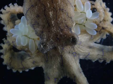 Blue Lined Octopus Mating Explained Why Males Inject Venom During Sex Octonation The