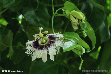 百香果花摄影图花草生物世界摄影图库昵图网