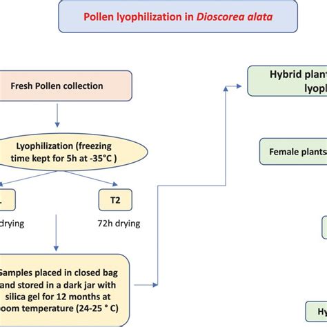 Schematic Diagram Of Hybrid Development Using Lyophilized Pollens In