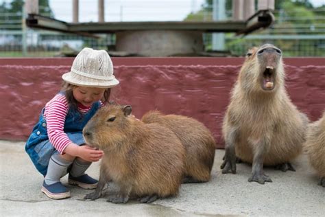 Capybara Size Comparison