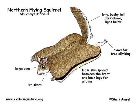 Squirrel Adaptation Facts At Alden Johnson Blog