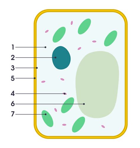 Parts Of The Cell Diagram Quizlet