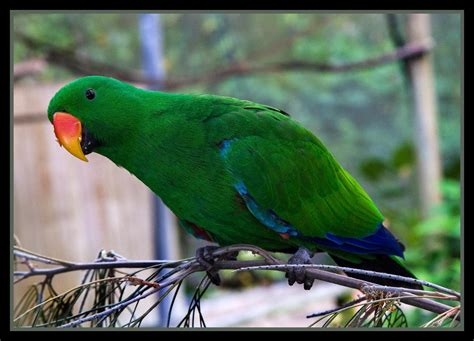 Eclectus Parrot Bird Tropical 19 Wallpapers Hd Desktop And Mobile