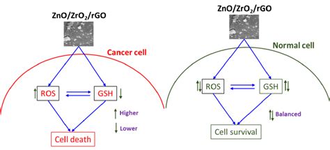 Role Of Oxidative Stress In Anticancer Potential Of Green Prepared Download Scientific Diagram