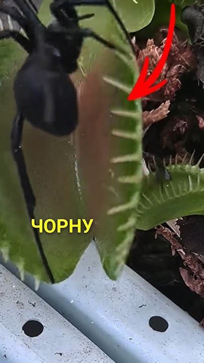 Чорна вдова проти рослини Youtube