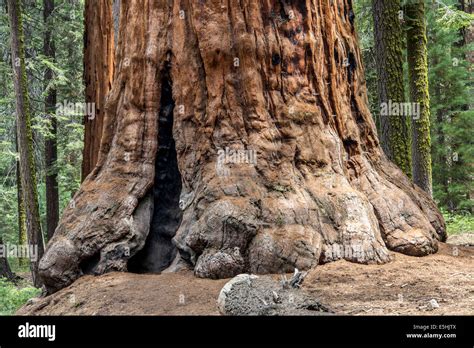 Trunk Of A Sequoia Tree Sequoioideae Porterville Sequoia National Park California United