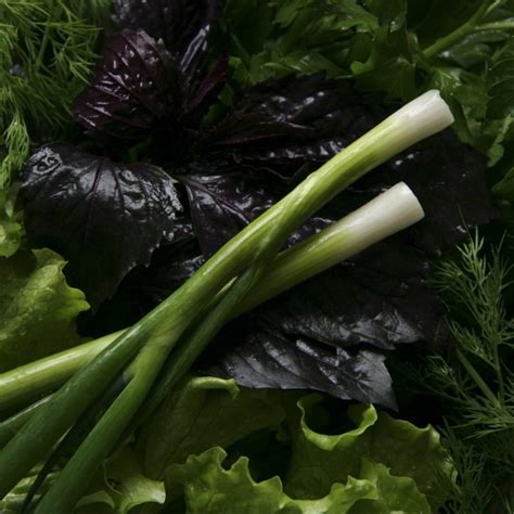 Nutrient Density Index Andi