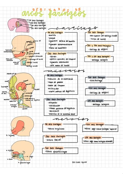 órganos De La Anatomía Humana Espalda