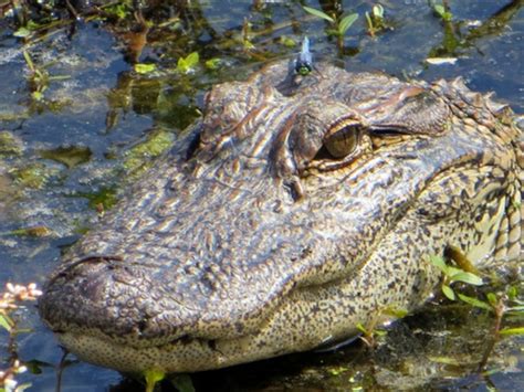 Alligators Are Always Erect And More Weird Reptile Genitalia National Geographic