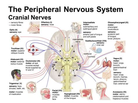 Peripheral Nervous System Pns Cranial Nerves And Its Reflexes
