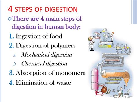 How Does Digestive System Work Step By Step At Daniel Hoff Blog