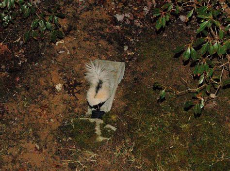Mountain Musings Skunk Below The Deck