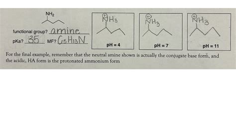 Solved Functional Group Amine 35 Mf C5h13 N For The Final