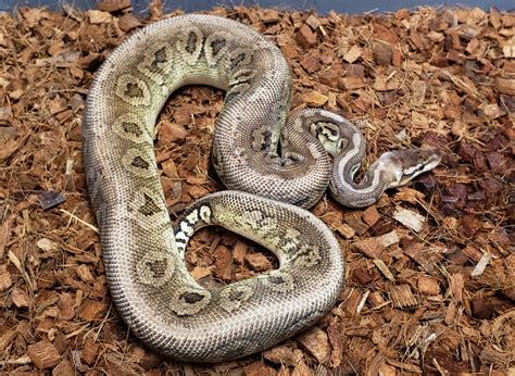 Nanny Vanilla Pewter Ball Python By Ball Mart Morphmarket