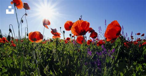 낮의 빨간 양귀비 꽃밭 사진 Unsplash의 무료 꽃 이미지