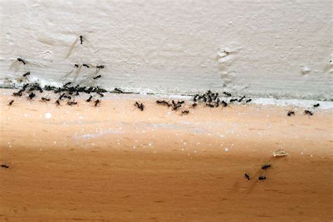 Ant Identification 10 Common Types Of Ants And How To Get Rid Of Them Fast