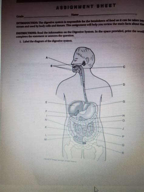 Solved Assignment Sheet Introduction The Digestive System